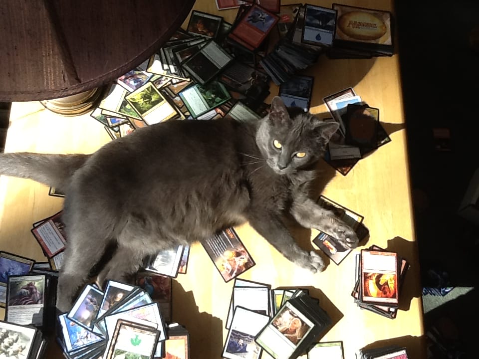 How cats play Magic: The Gathering