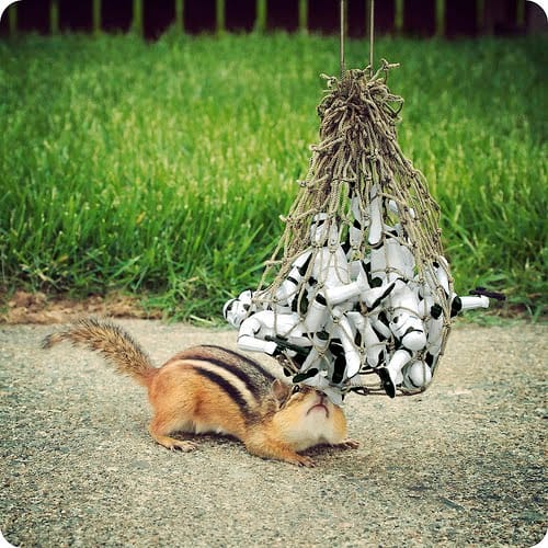 Star Wars chipmunk