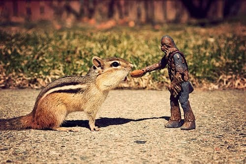 Star Wars chipmunk