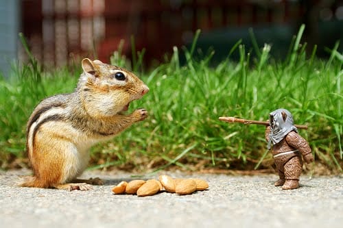 Star Wars chipmunk