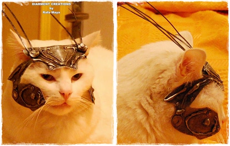 Real life Battle Cat!