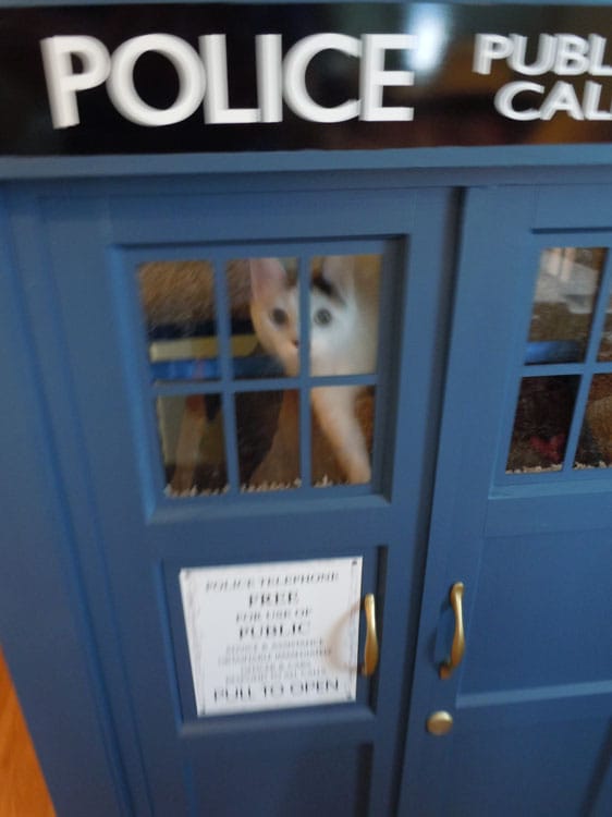 6 cats enjoying their own personal TARDIS