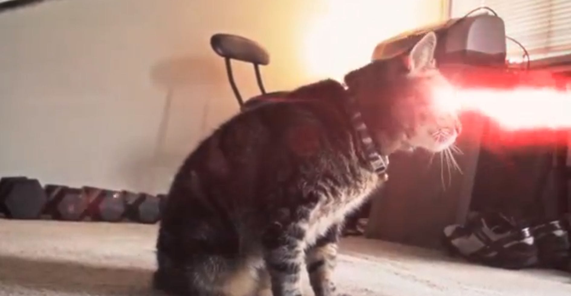 X-Men Origins: Cyclops Cat