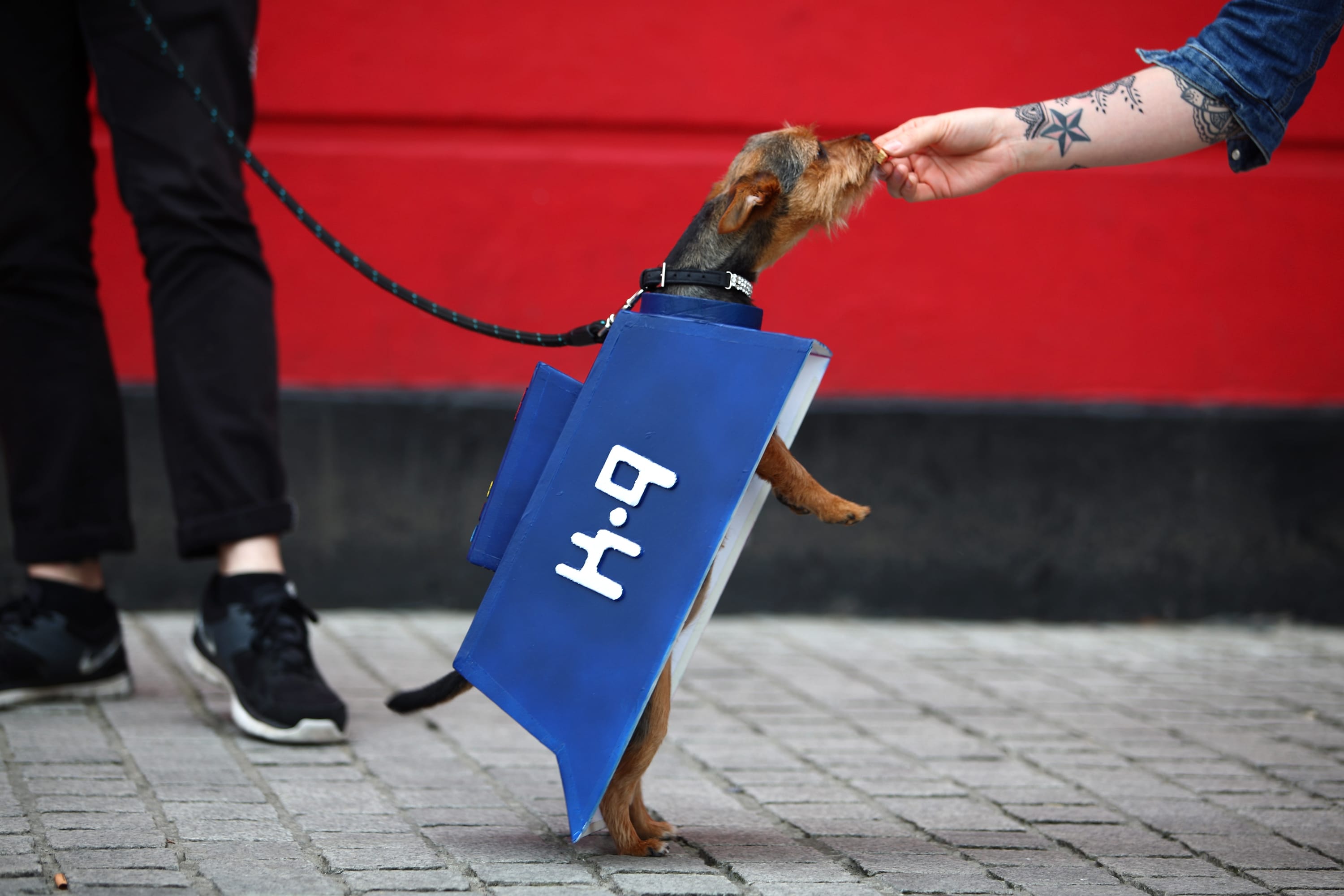 Doctor Who: Cospets! Lovely little dog cosplays as K-9