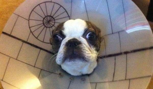 Geeked: The Cone of Shame