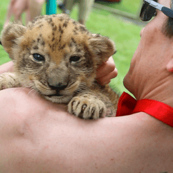 Cosplay, bikini pool parties and tiger cubs - it's Colossalcon