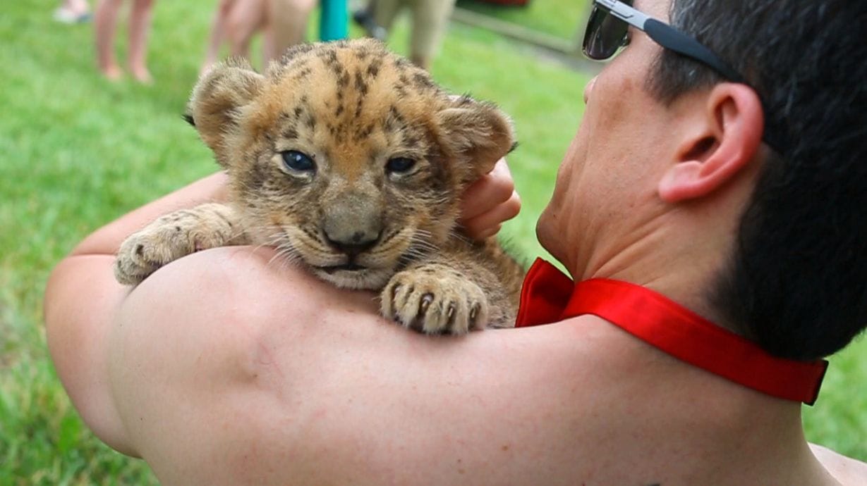 Cosplay, bikini pool parties and tiger cubs - it's Colossalcon