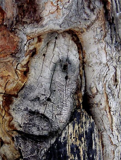 Picture this... tormented tree faces