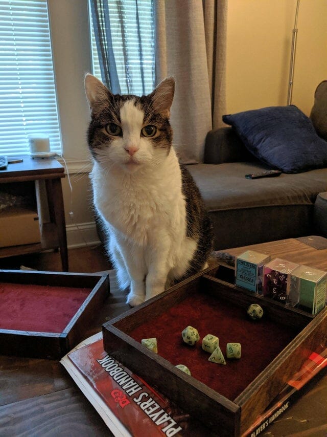 15 times cats were caught playing D&D