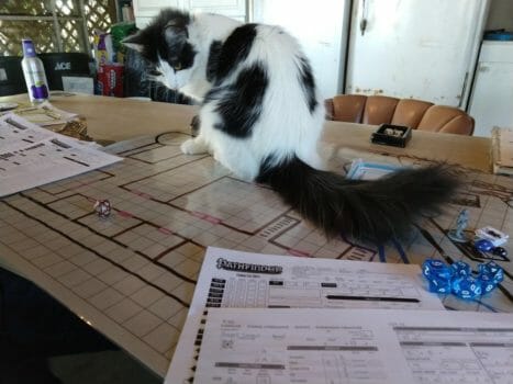 15 times cats were caught playing D&D
