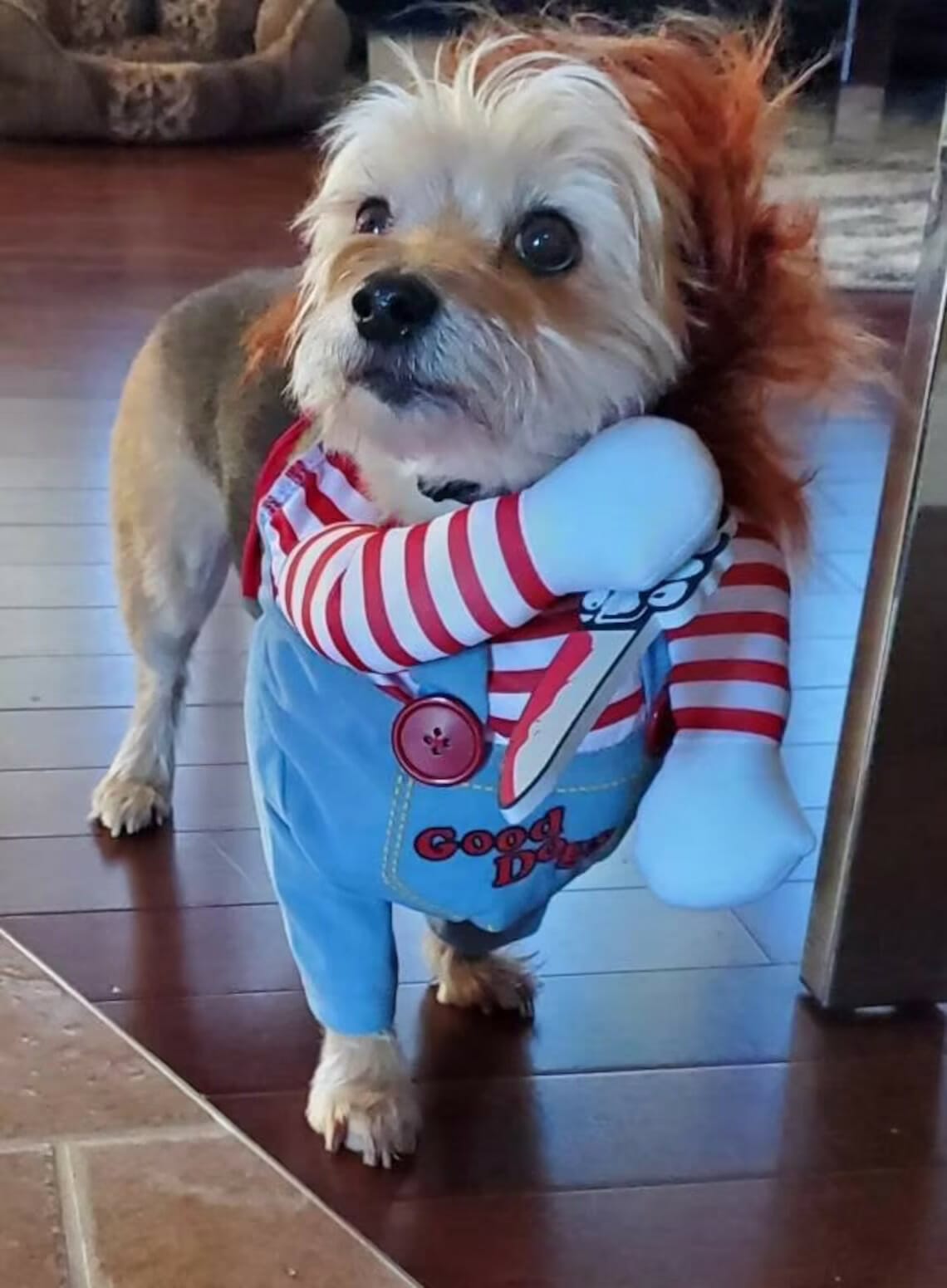 Halloween dog cosplay: Bulldogs make the best Chucky