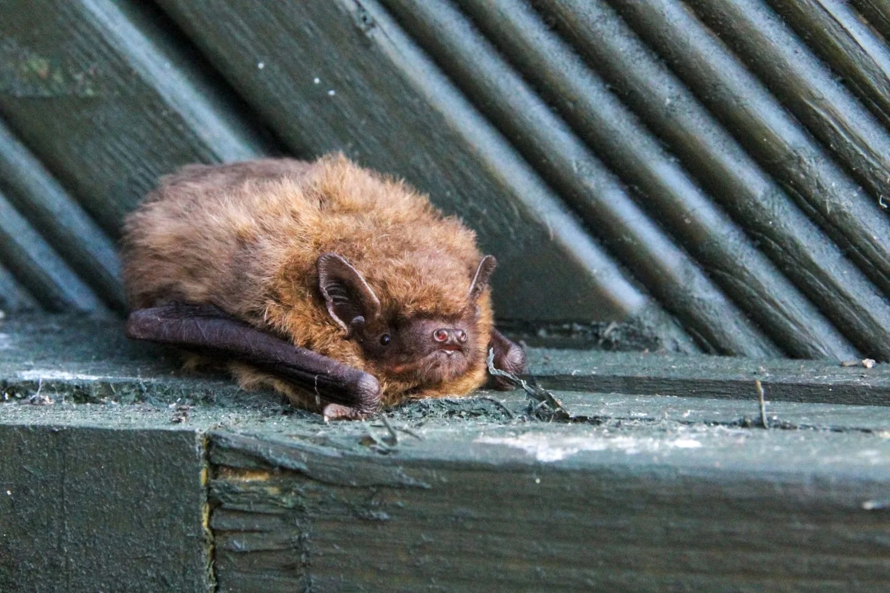 While a protected bat makes headlines, Games Workshop sends lawyers ...